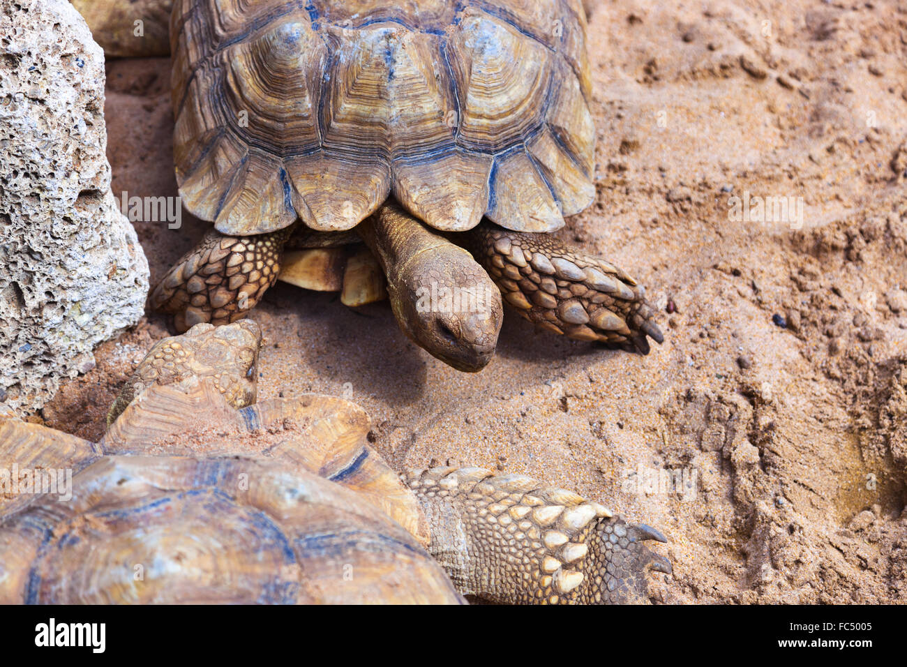 Two head turtle hi-res stock photography and images - Alamy