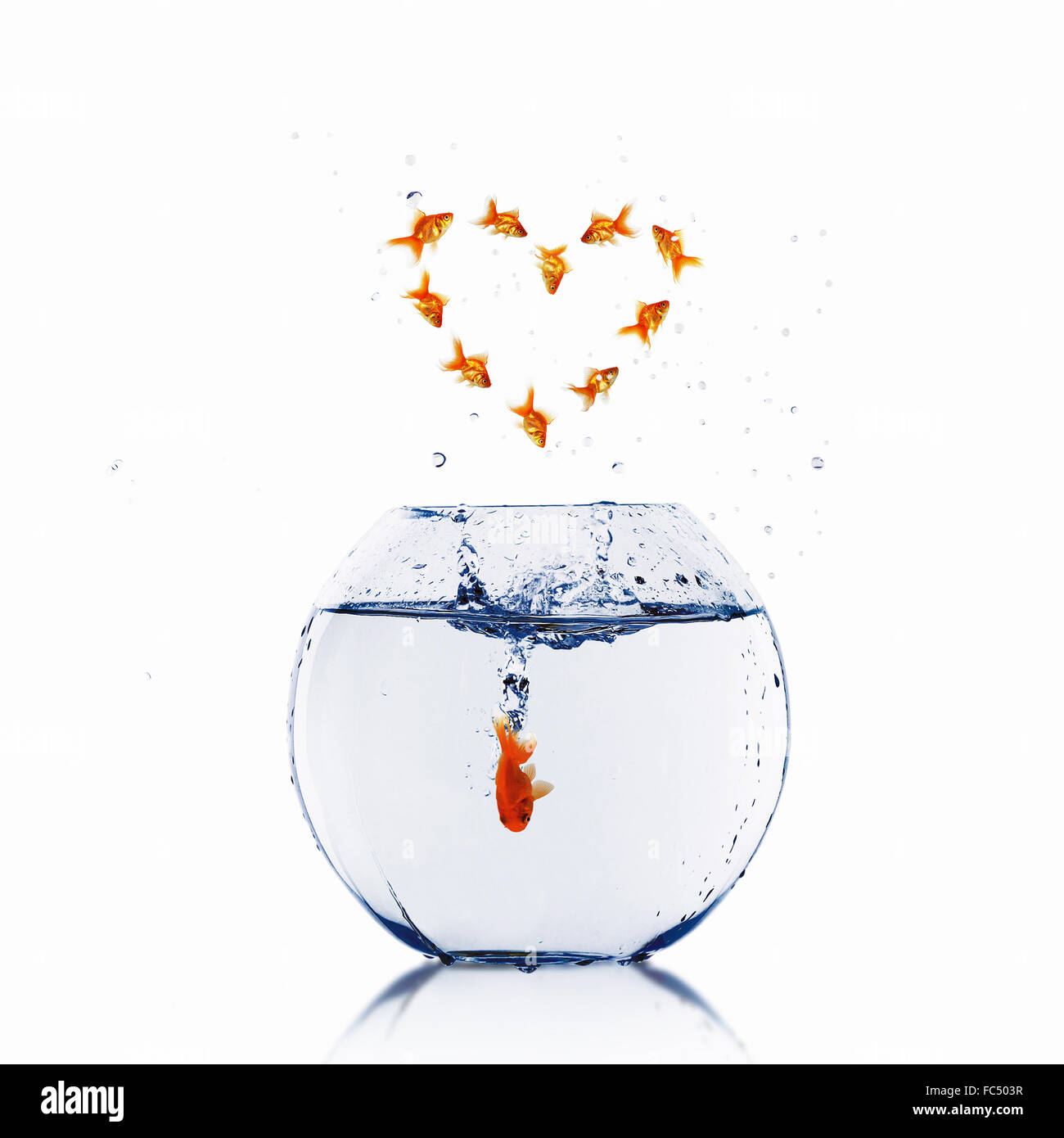 gold fish in love in a fishbowl Stock Photo - Alamy