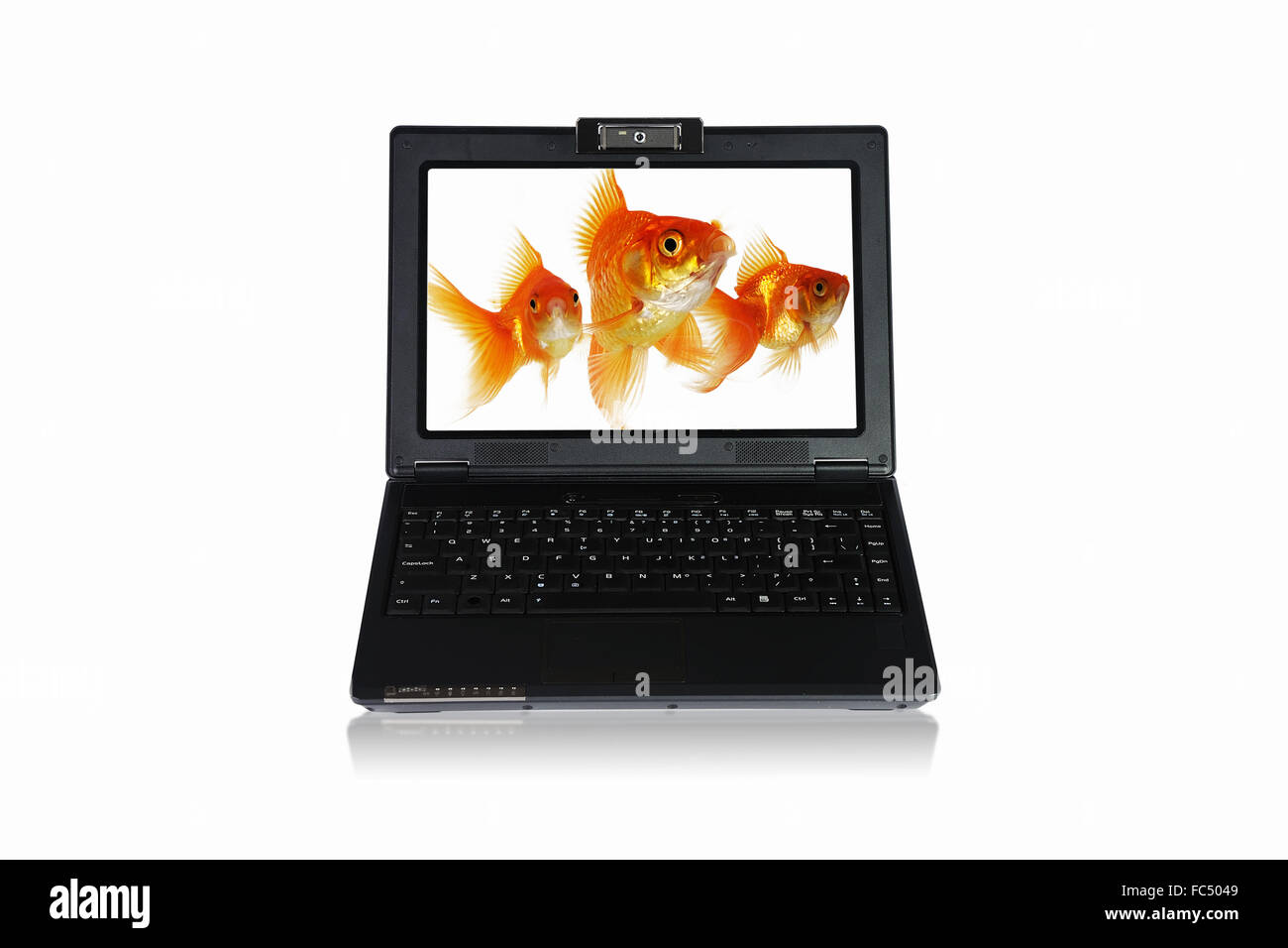picture of gold fish and laptop computer Stock Photo - Alamy