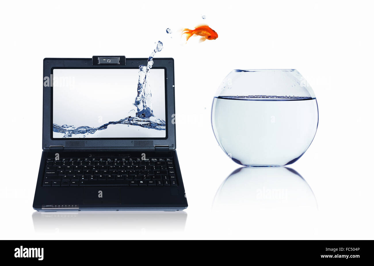 picture of gold fish and laptop computer Stock Photo - Alamy