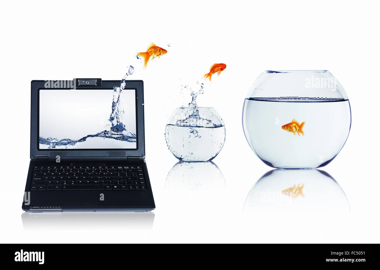picture of gold fish and laptop computer Stock Photo - Alamy