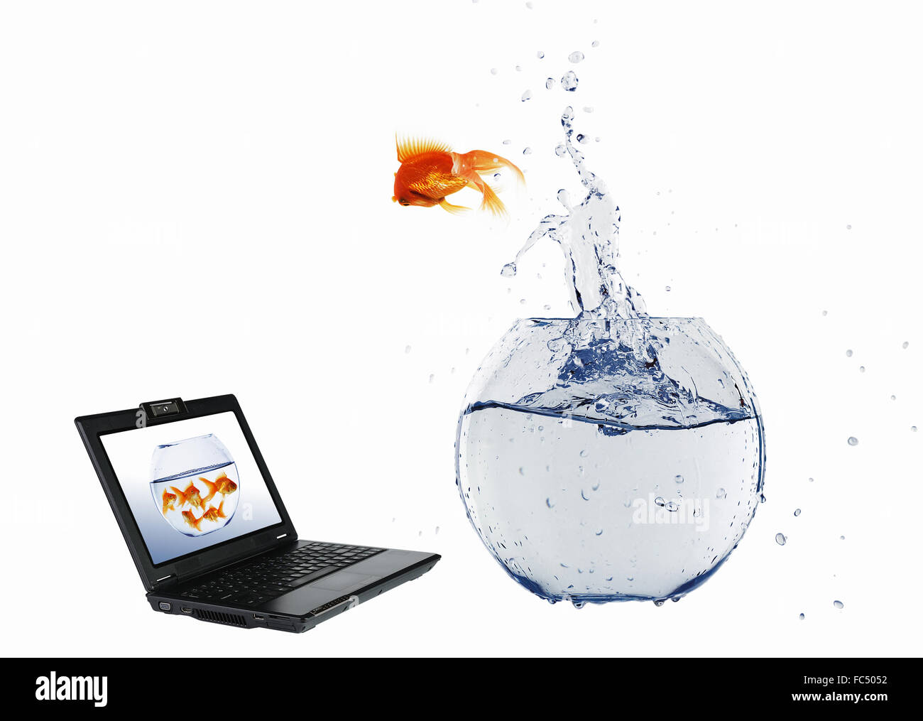 picture of gold fish and laptop computer Stock Photo - Alamy