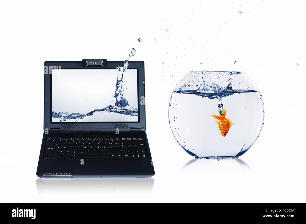 picture of gold fish and laptop computer Stock Photo - Alamy