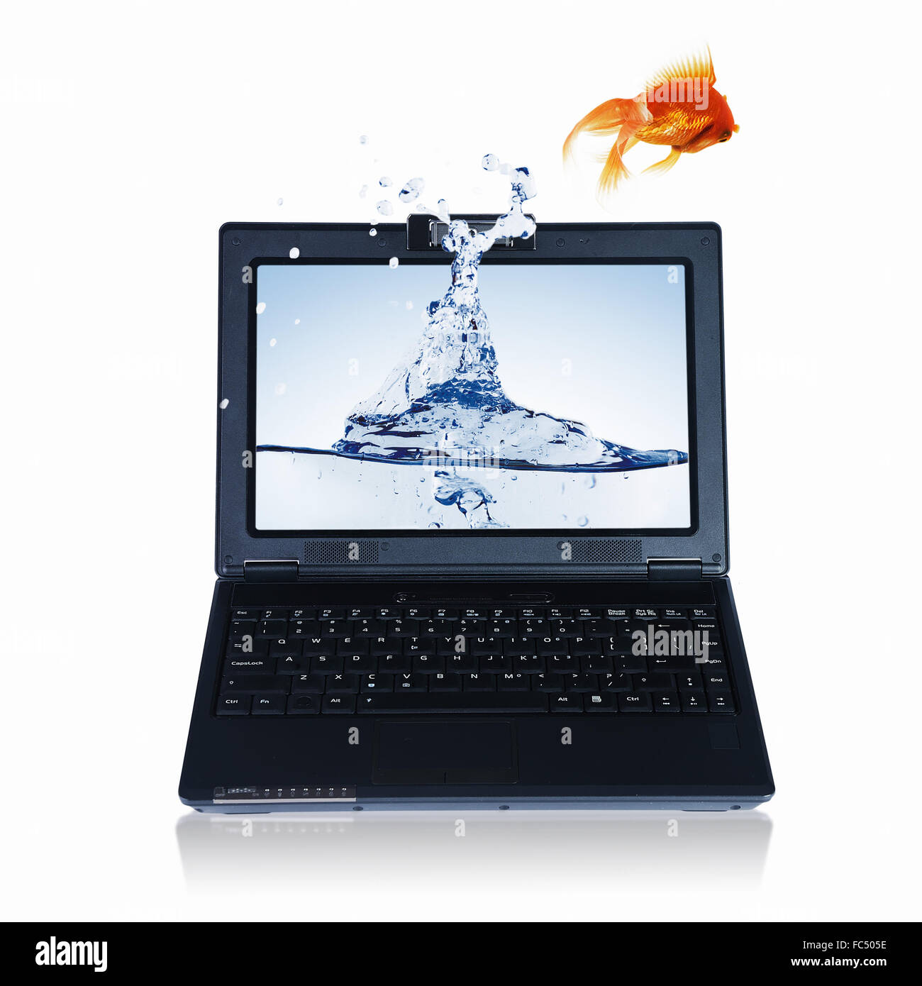 picture of gold fish and laptop computer Stock Photo - Alamy