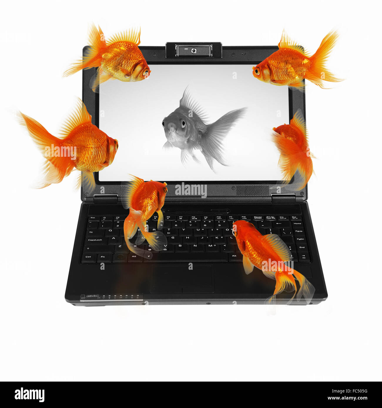 picture of gold fish and laptop computer Stock Photo - Alamy