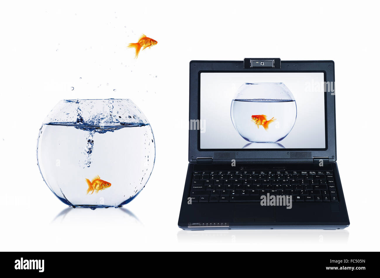 picture of gold fish and laptop computer Stock Photo - Alamy