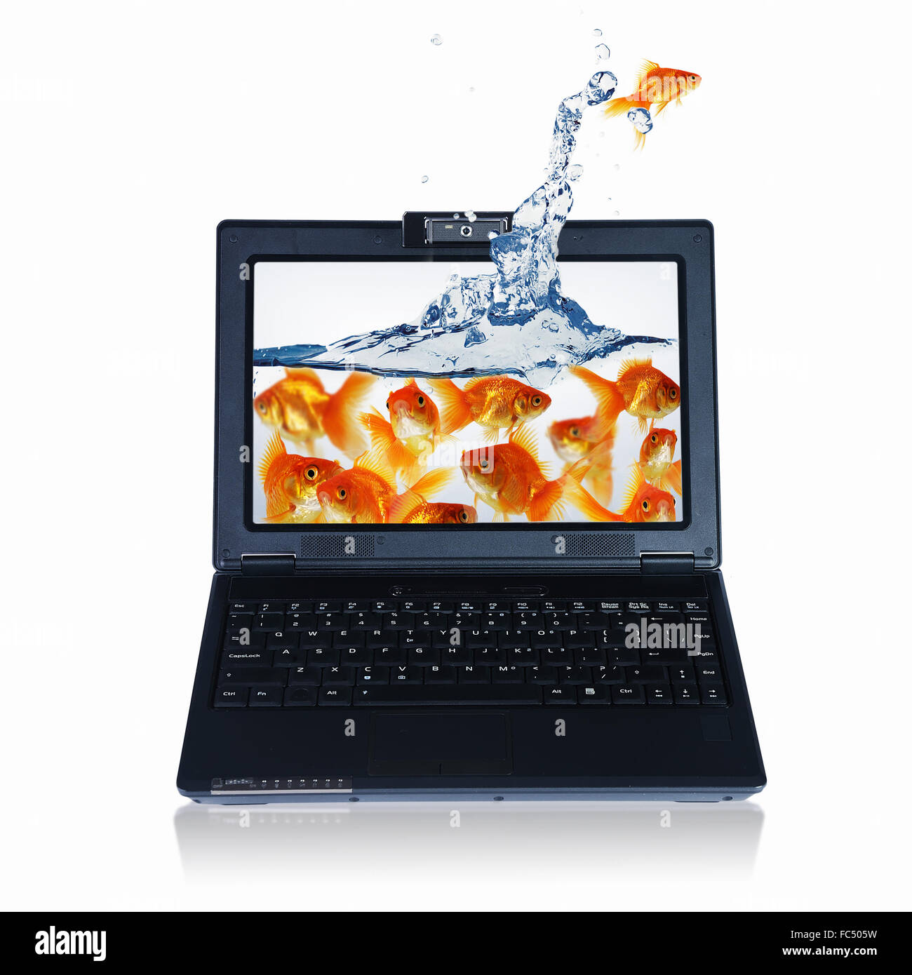 picture of gold fish and laptop computer Stock Photo - Alamy