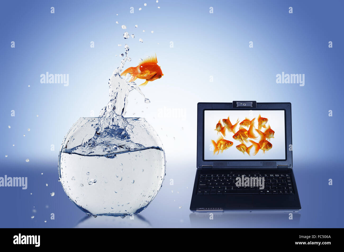 picture of gold fish and laptop computer Stock Photo - Alamy