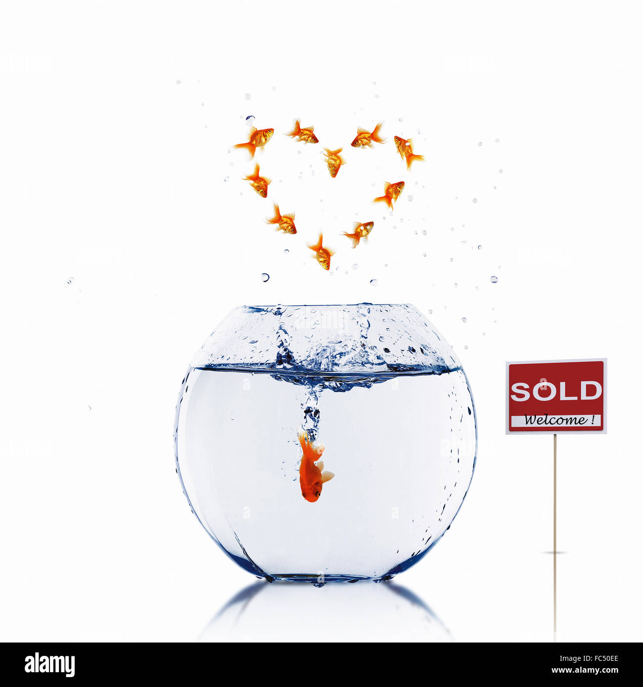 gold fish in a fishbowl with sign of sale Stock Photo - Alamy