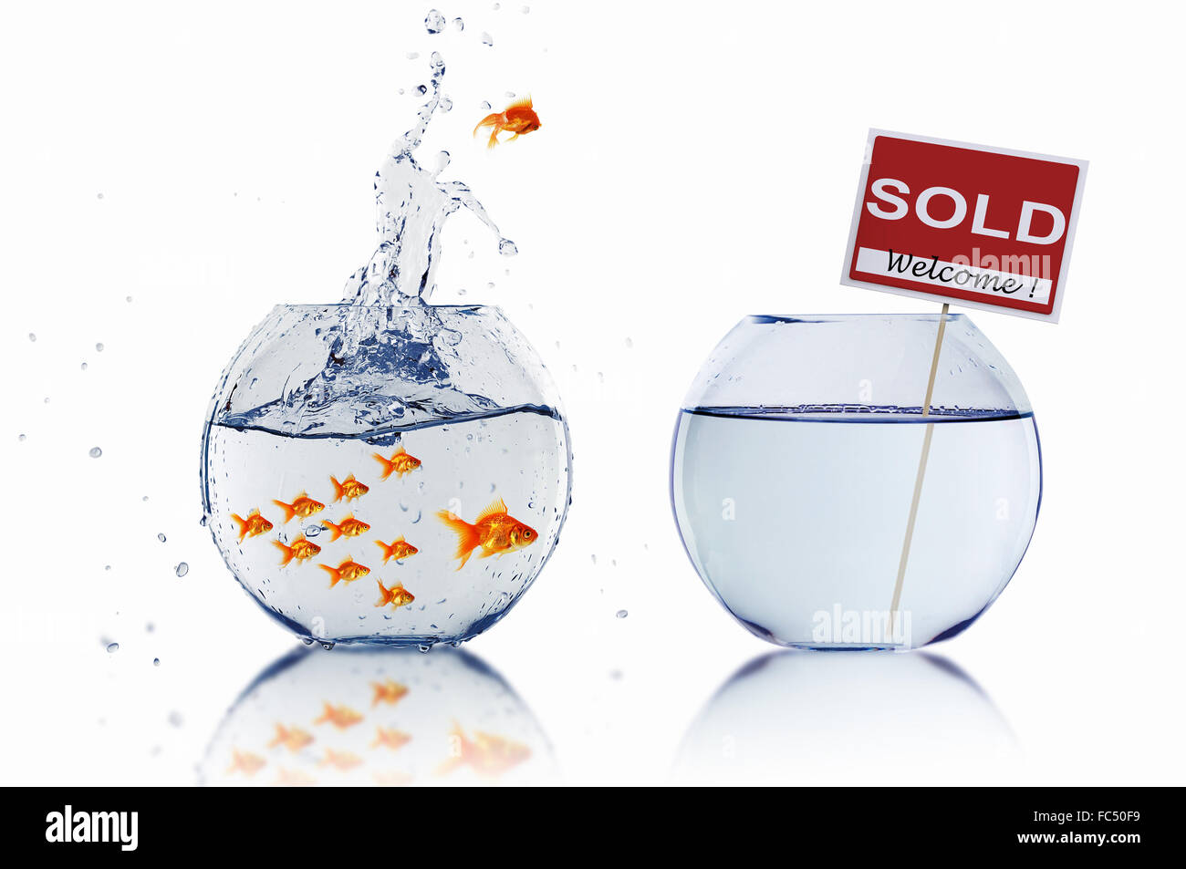 gold fish in a fishbowl with sign of sale Stock Photo - Alamy