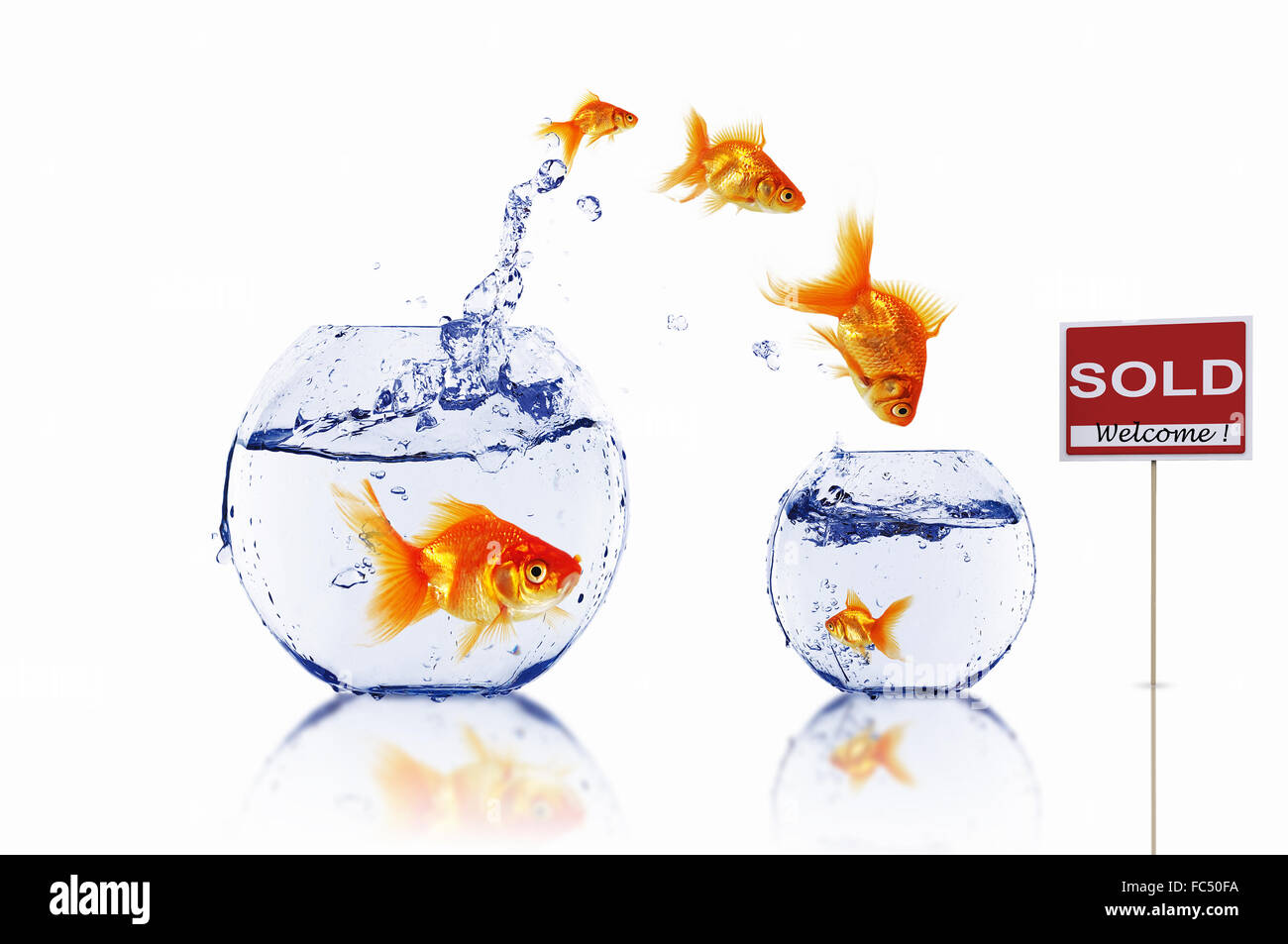 gold fish in a fishbowl with sign of sale Stock Photo - Alamy