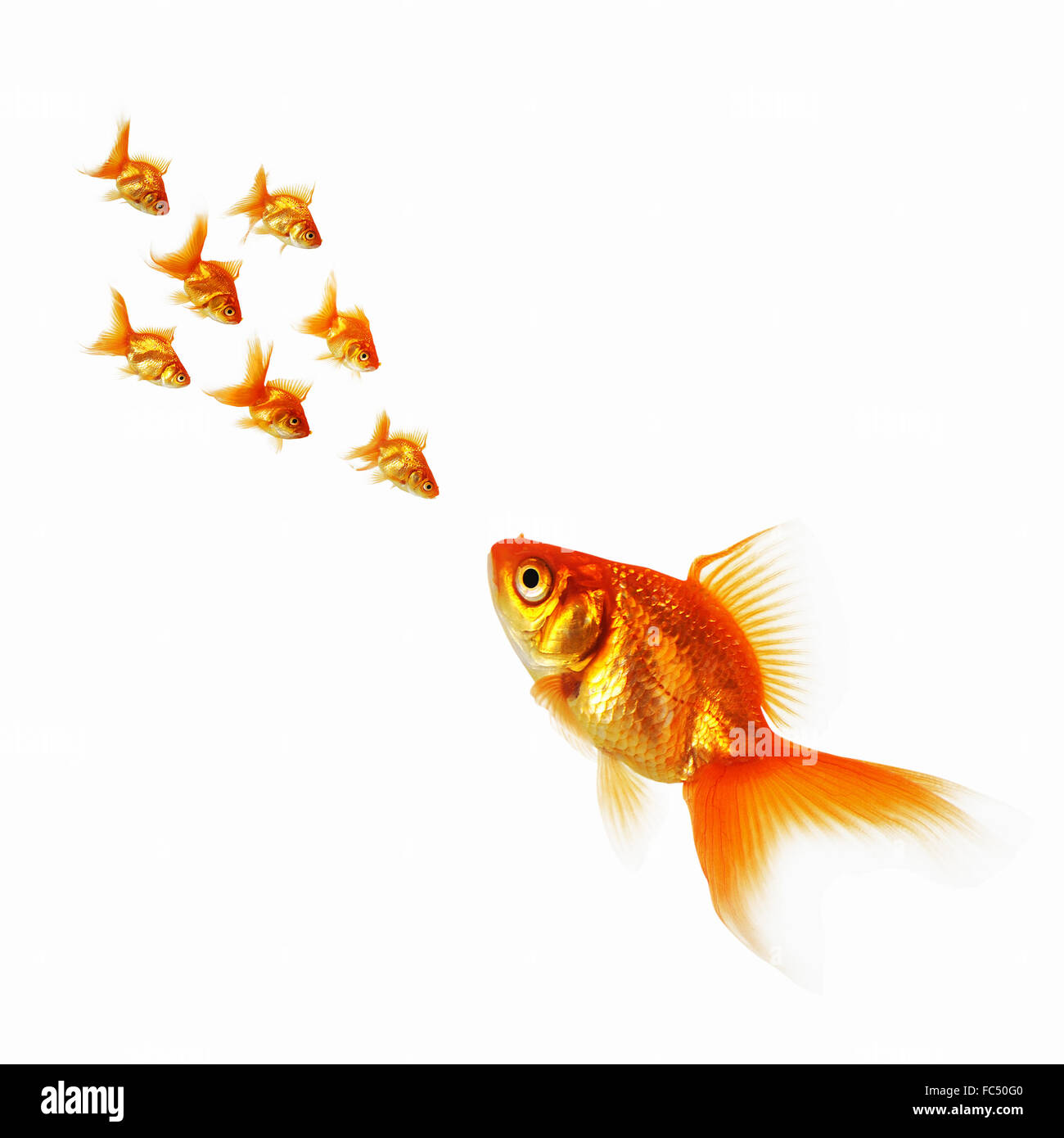 many gold fish together as symbol of teamwork Stock Photo - Alamy