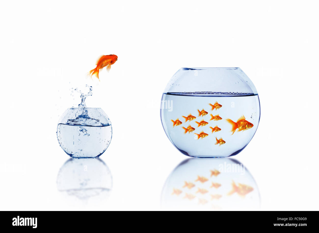 many gold fish together as symbol of teamwork Stock Photo - Alamy