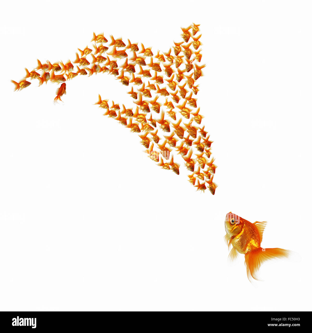 many gold fish together as symbol of teamwork Stock Photo - Alamy