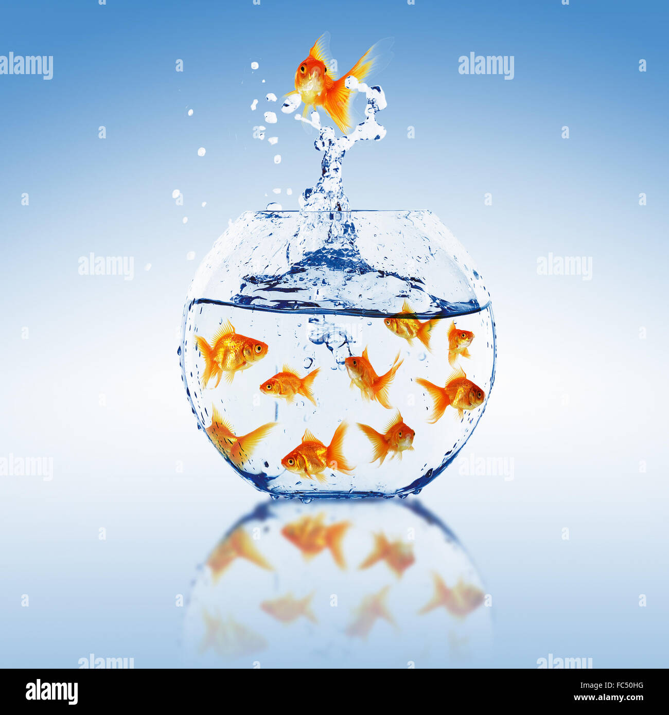 many gold fish together as symbol of teamwork Stock Photo - Alamy