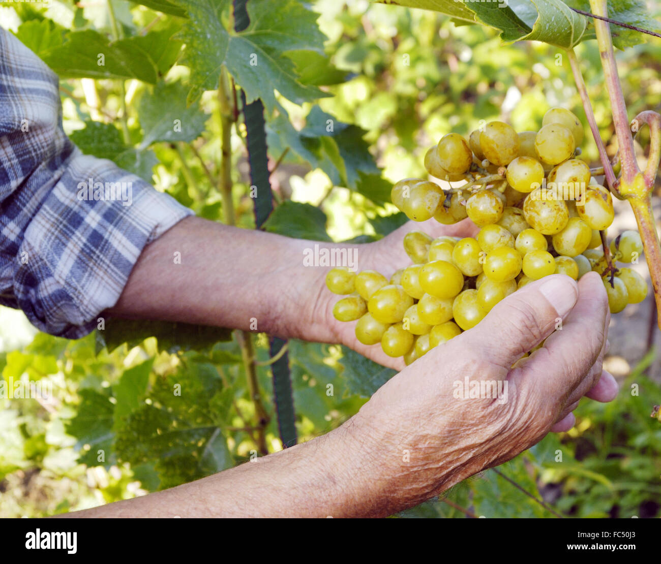 Man harvesting vine hi-res stock photography and images - Alamy
