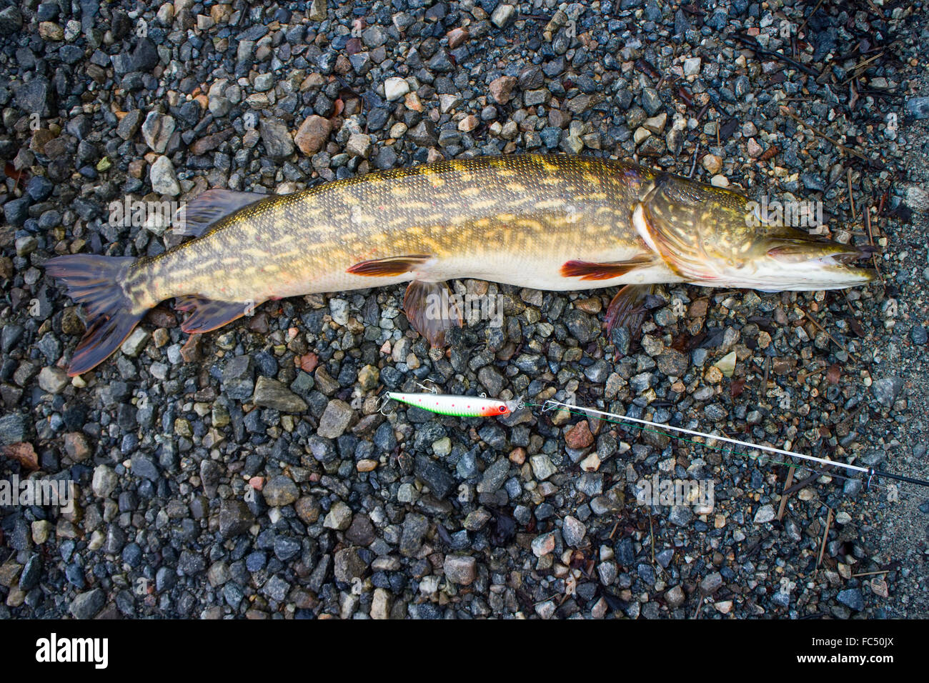 Jackfish caught hi-res stock photography and images - Alamy