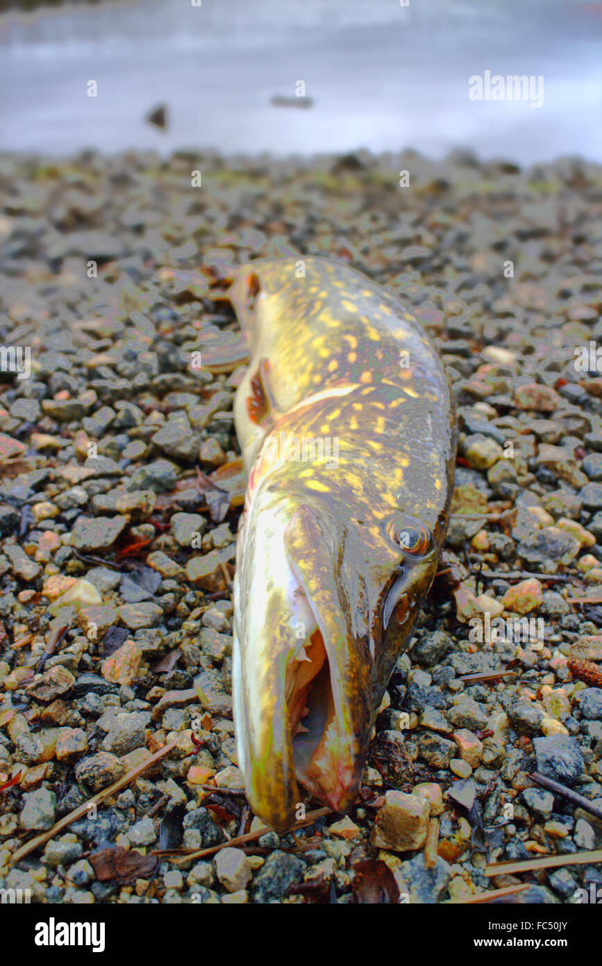 pike fishing big Northern fish Stock Photo - Alamy