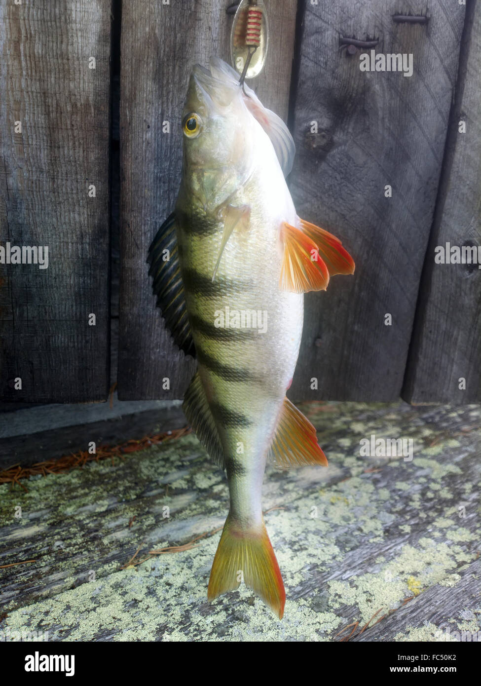 perch fishing Northern fish Stock Photo - Alamy