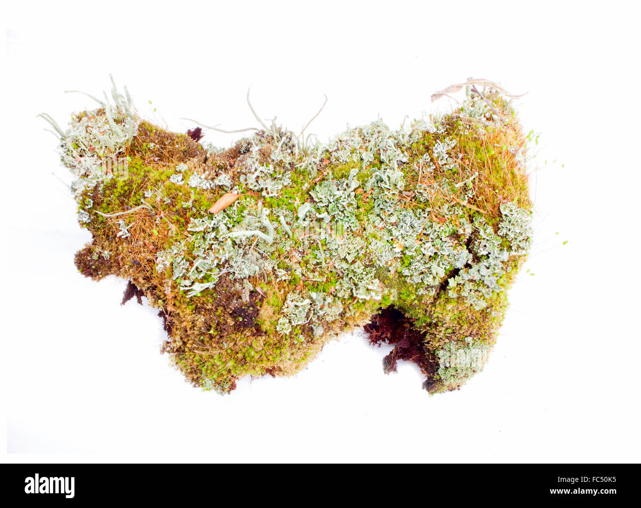 natural moss decoration on white background Stock Photo - Alamy