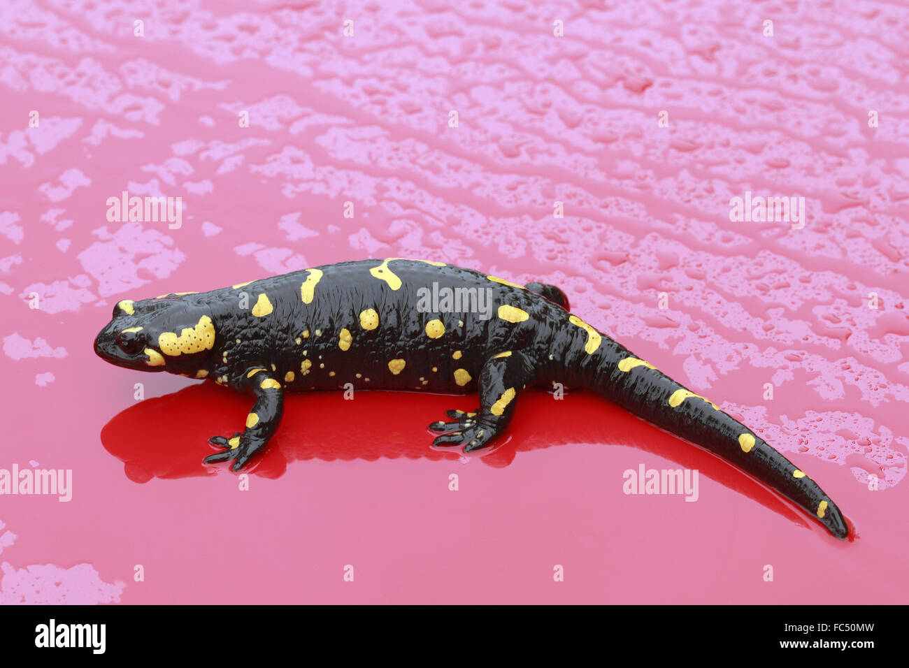 Red fire salamander hi-res stock photography and images - Alamy