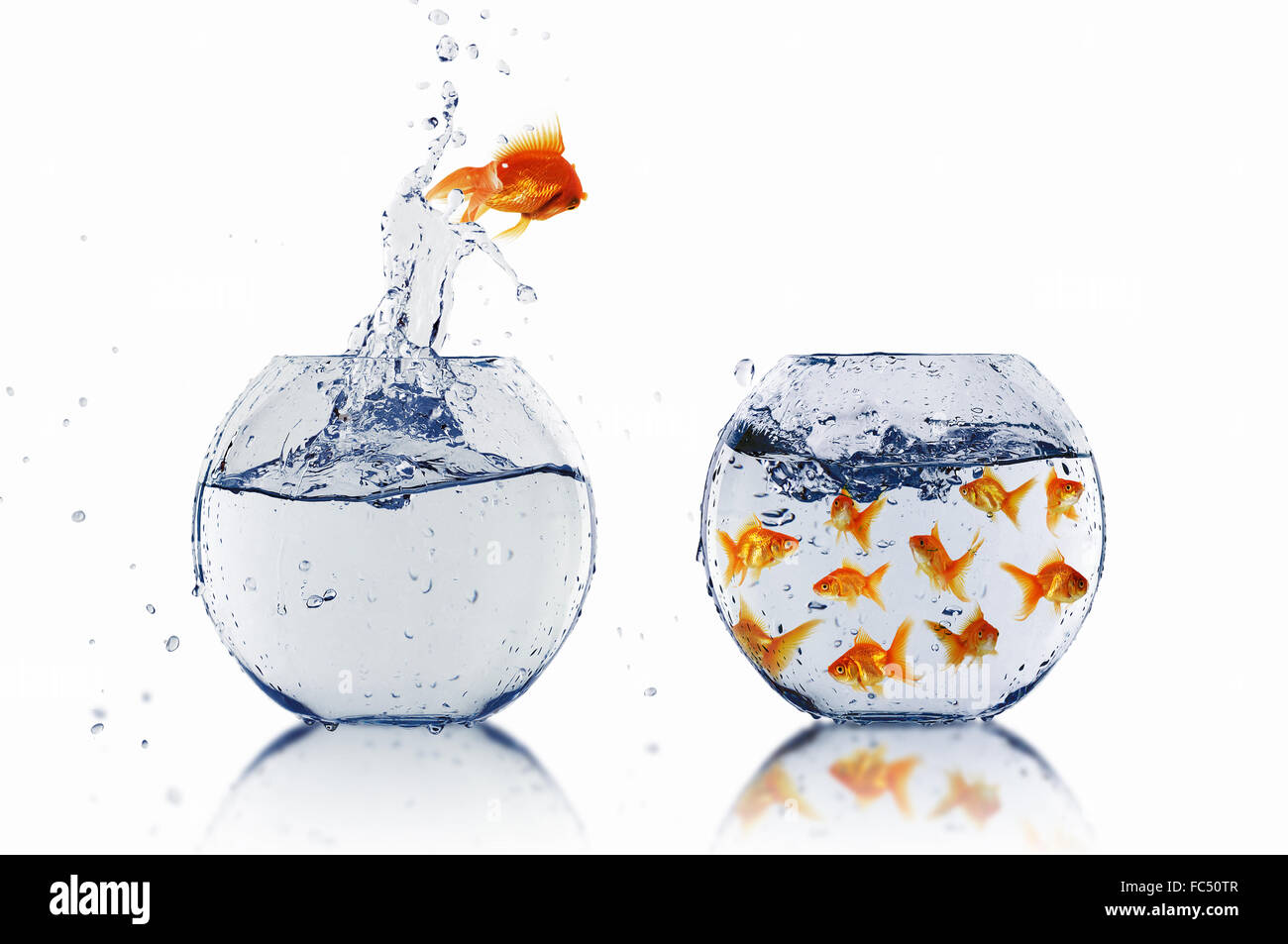 many gold fish together as symbol of teamwork Stock Photo - Alamy