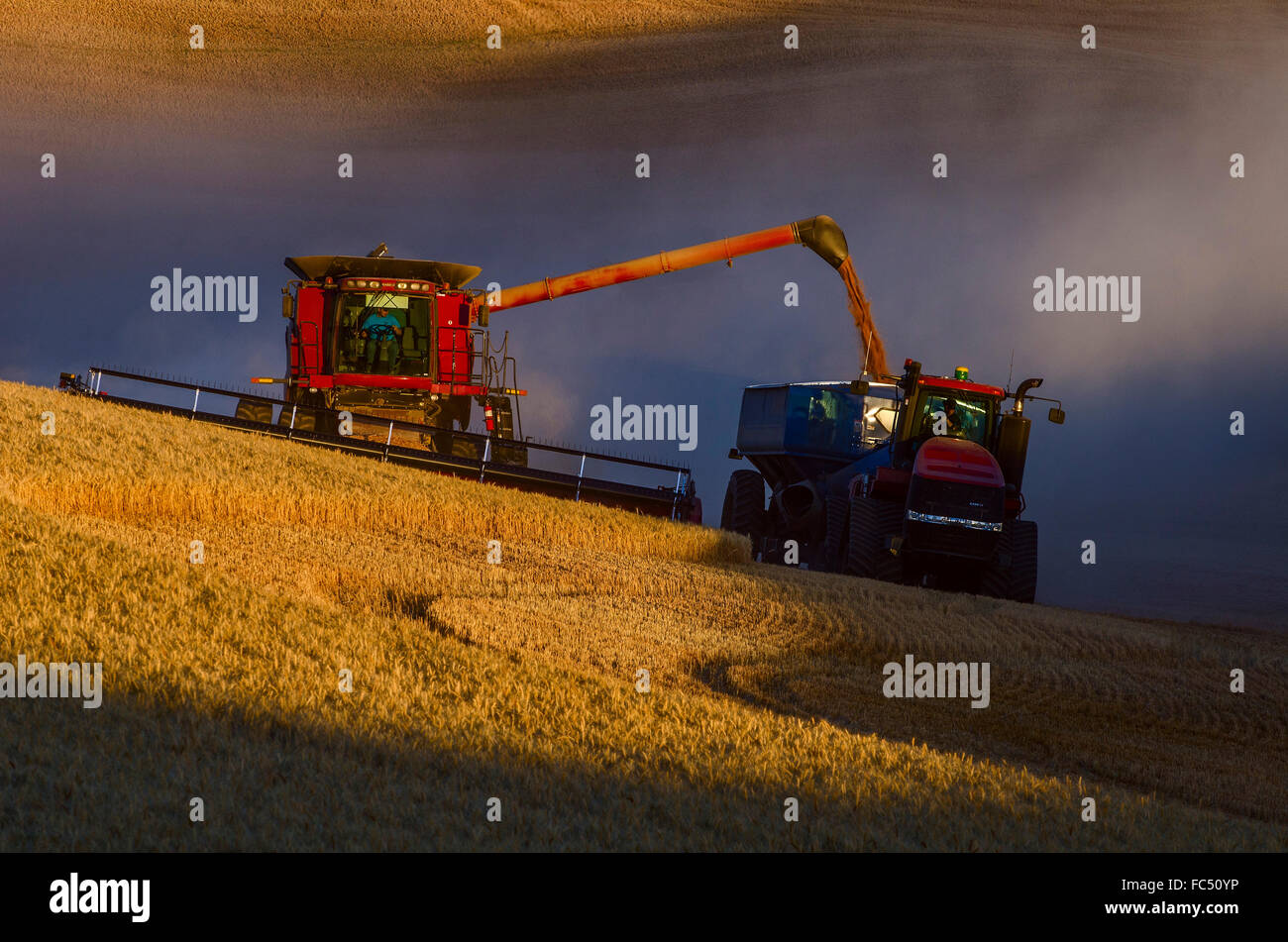 A combine harvesting wheat offloads to a grain cart on the go at sunset ...