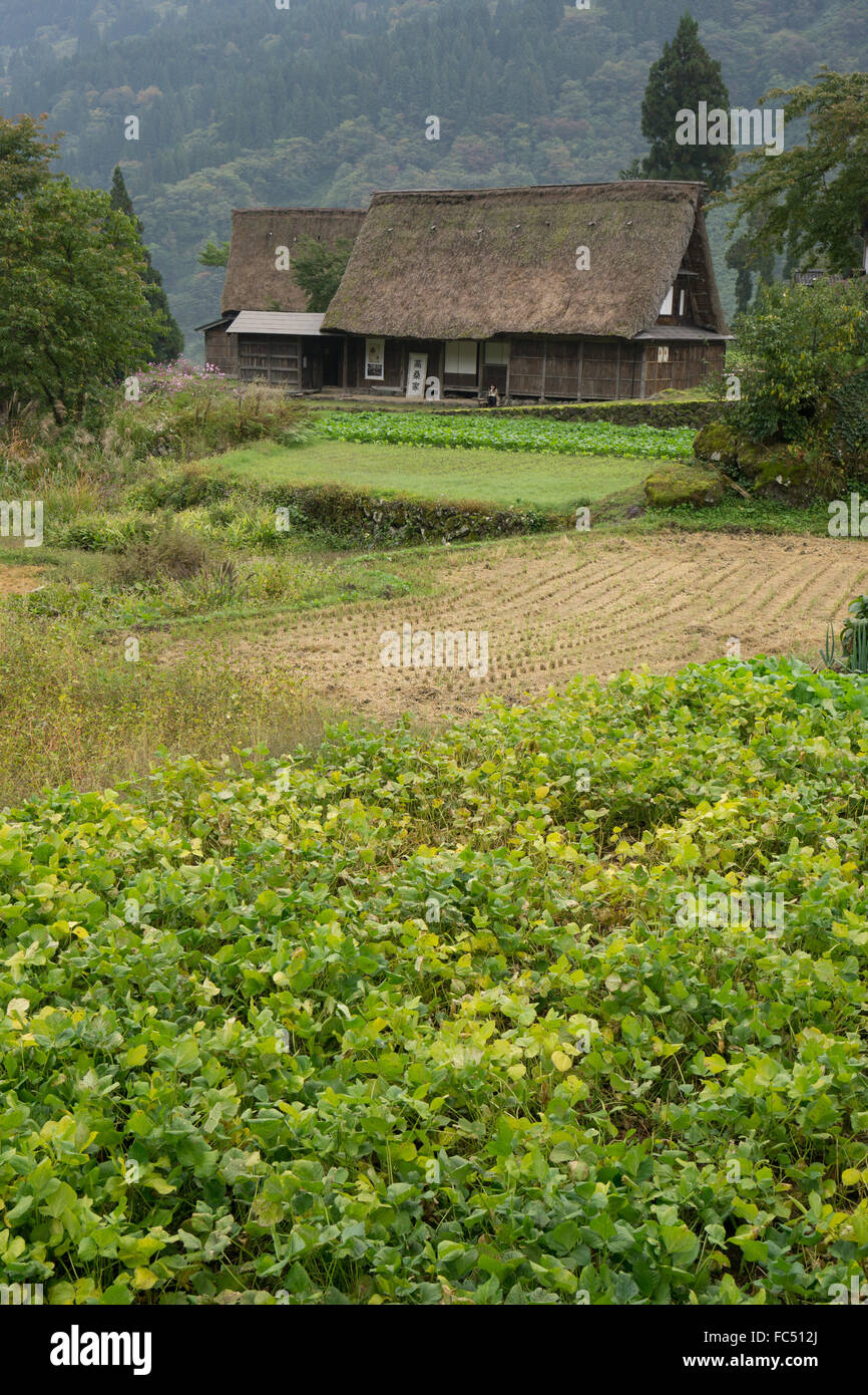 Shirakawago Japan thatched roof buildings World Heritage Site Stock ...