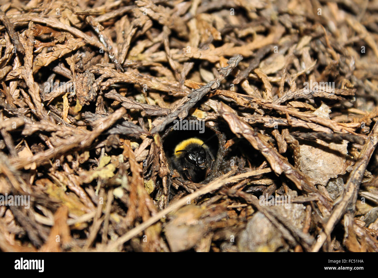 Bees Nest Ground High Resolution Stock Photography and Images - Alamy