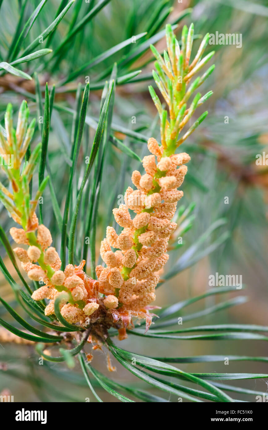 green pine cone tree Stock Photo - Alamy
