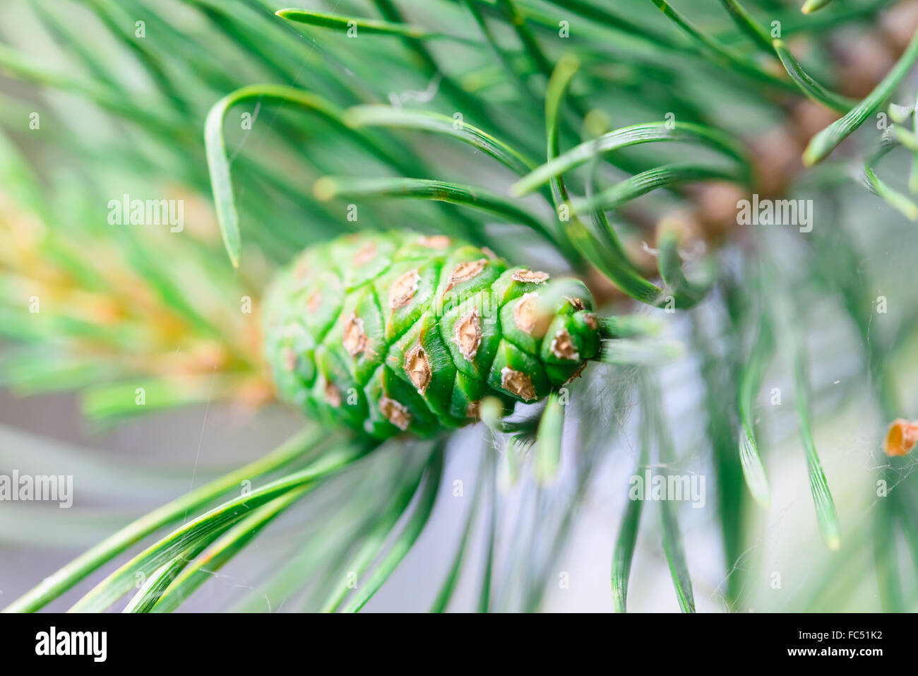 green pine cone tree Stock Photo - Alamy