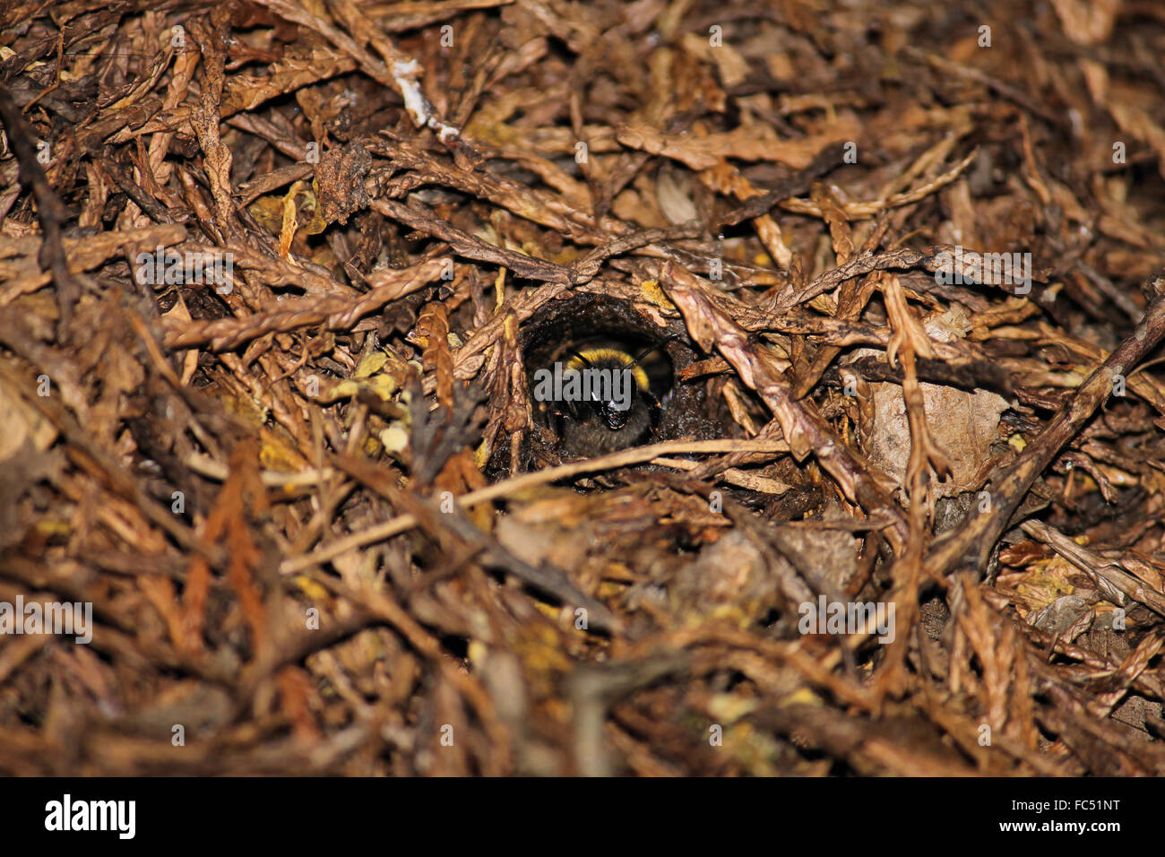 Bumble Bee emerging from hive from under the ground Stock Photo - Alamy