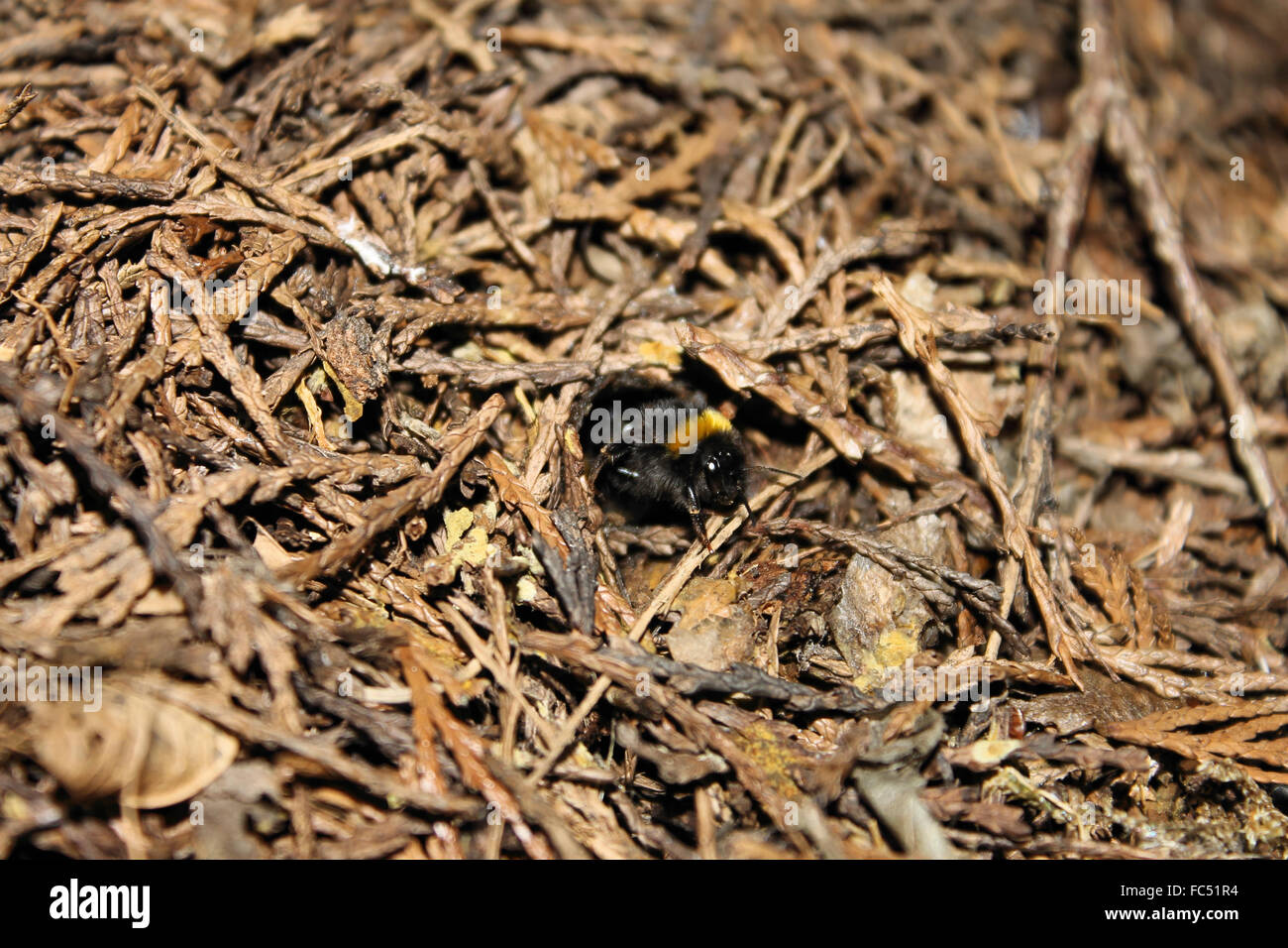 Bumble hole hi-res stock photography and images - Alamy