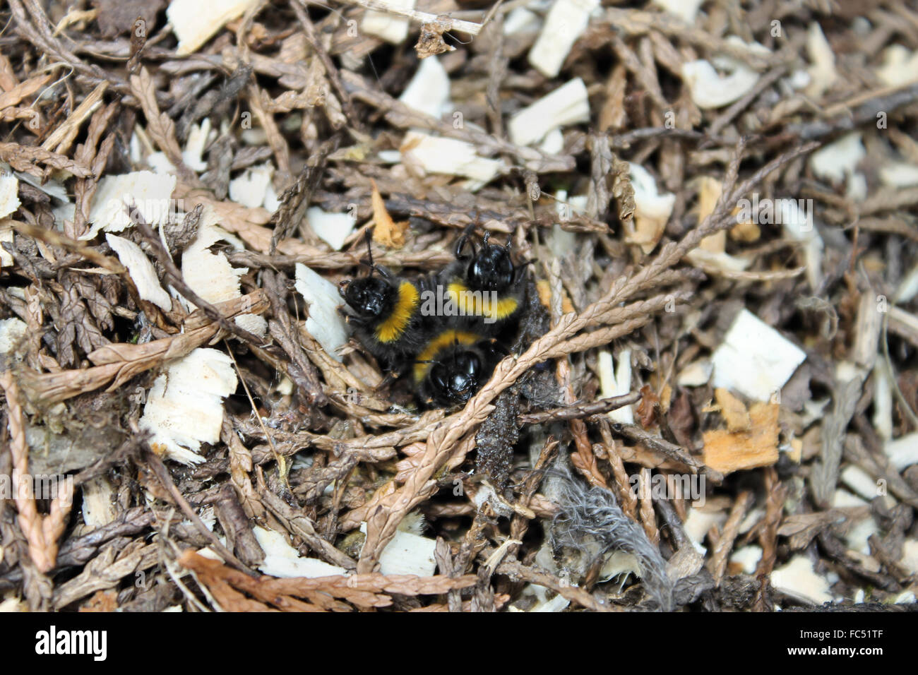 Three Bumble Bees emerging from hive from under the ground Stock Photo ...