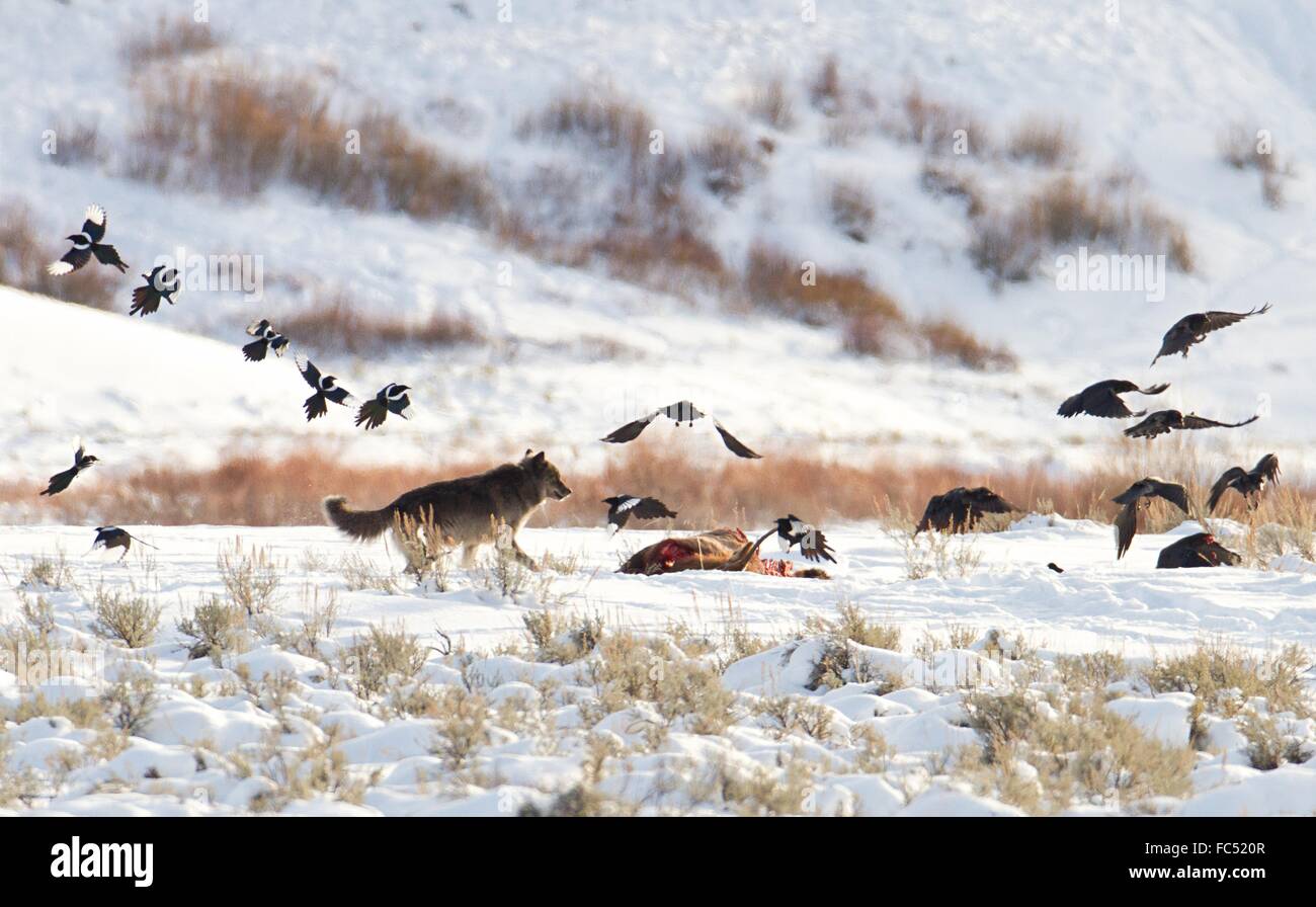 Yellowstone wolf elk hi-res stock photography and images - Alamy