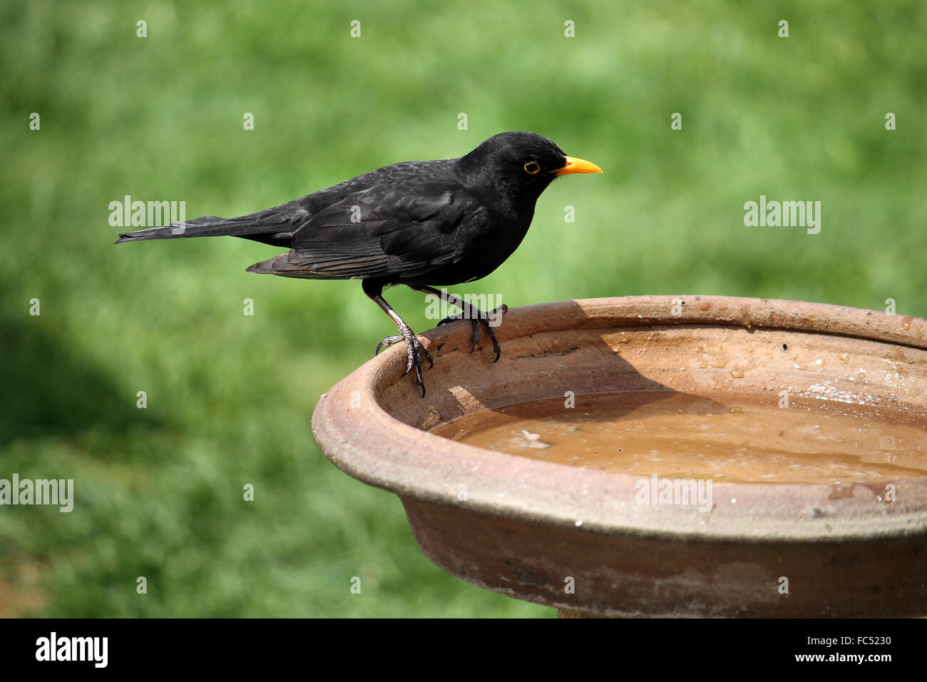 Male blackbird on a garden birdbath Stock Photo - Alamy