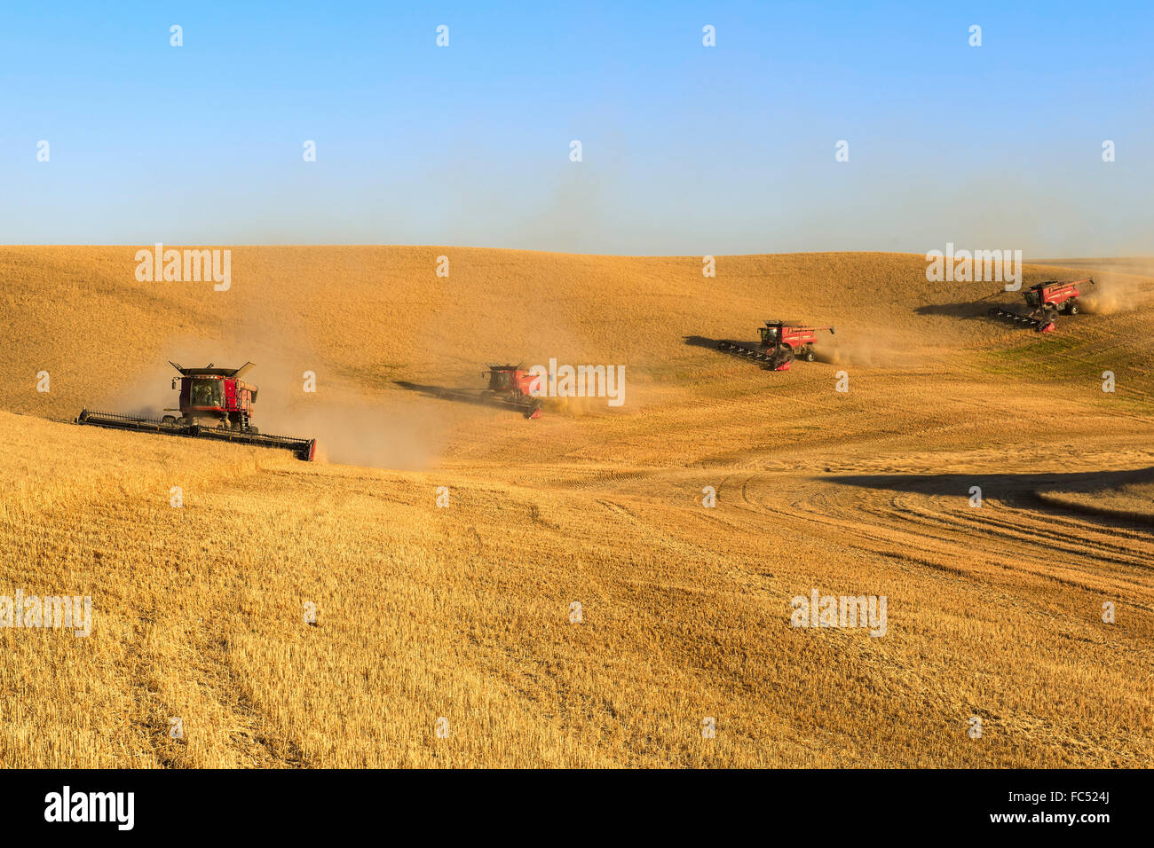 A team of combines harvesting wheat in the Palouse region of Washington ...