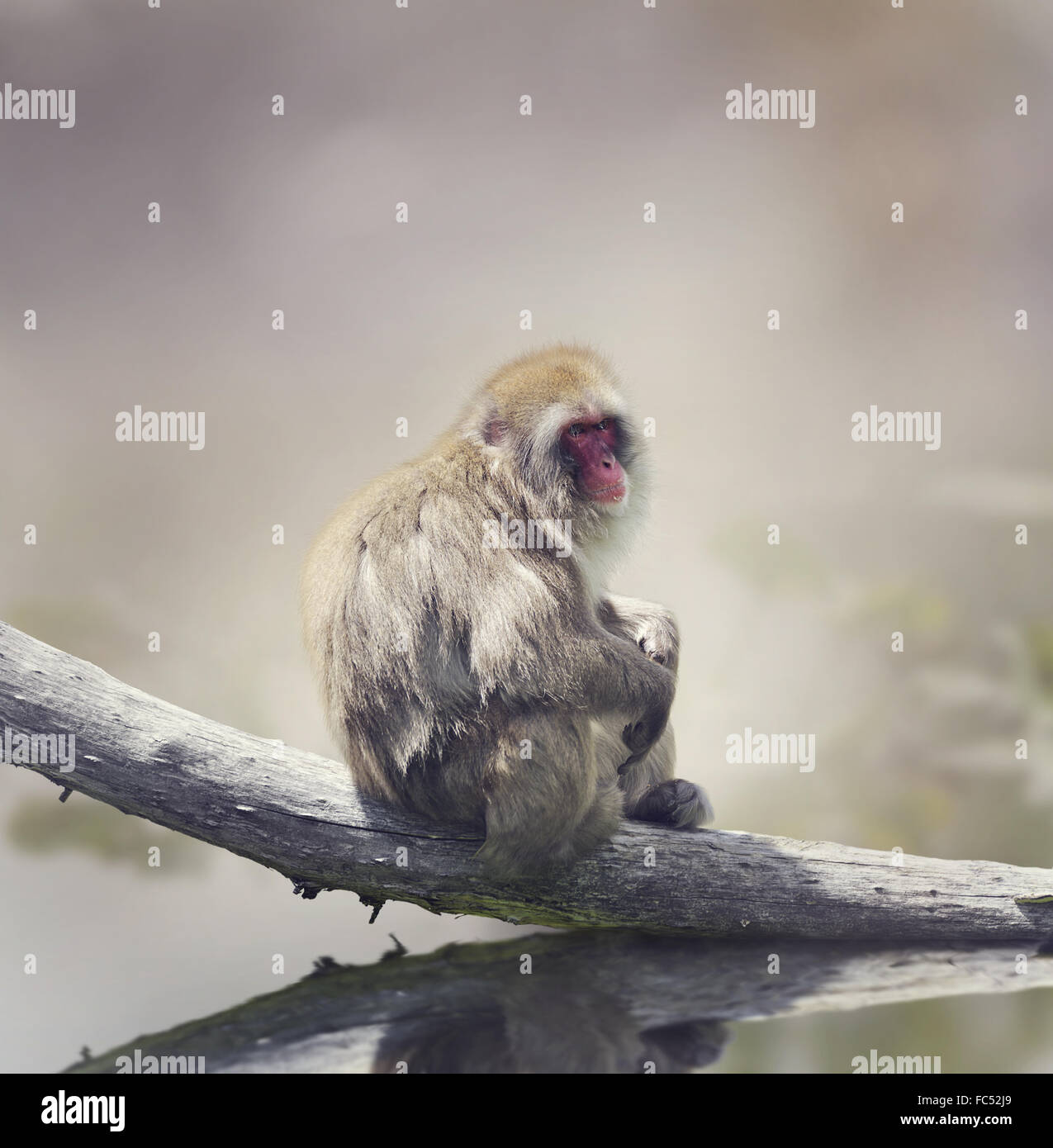 Male japanese macaque hi-res stock photography and images - Alamy