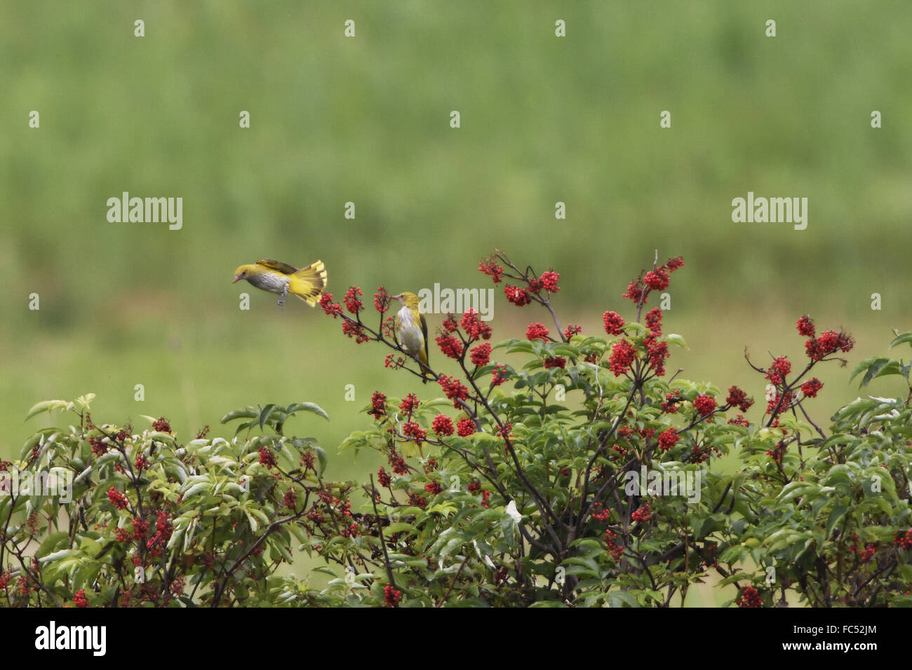 Golden oriole flight hi-res stock photography and images - Alamy