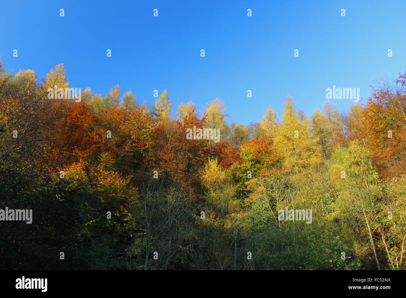 Golden brown yellow coloured Autumn tree in woodland around Llangollen ...