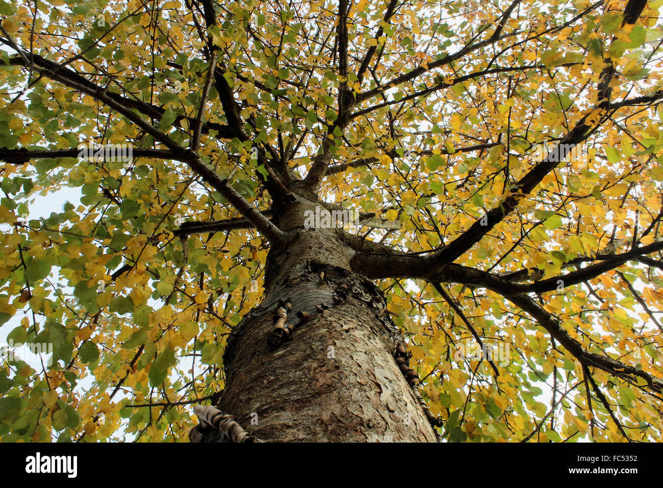 Acton park wrexham hi-res stock photography and images - Alamy
