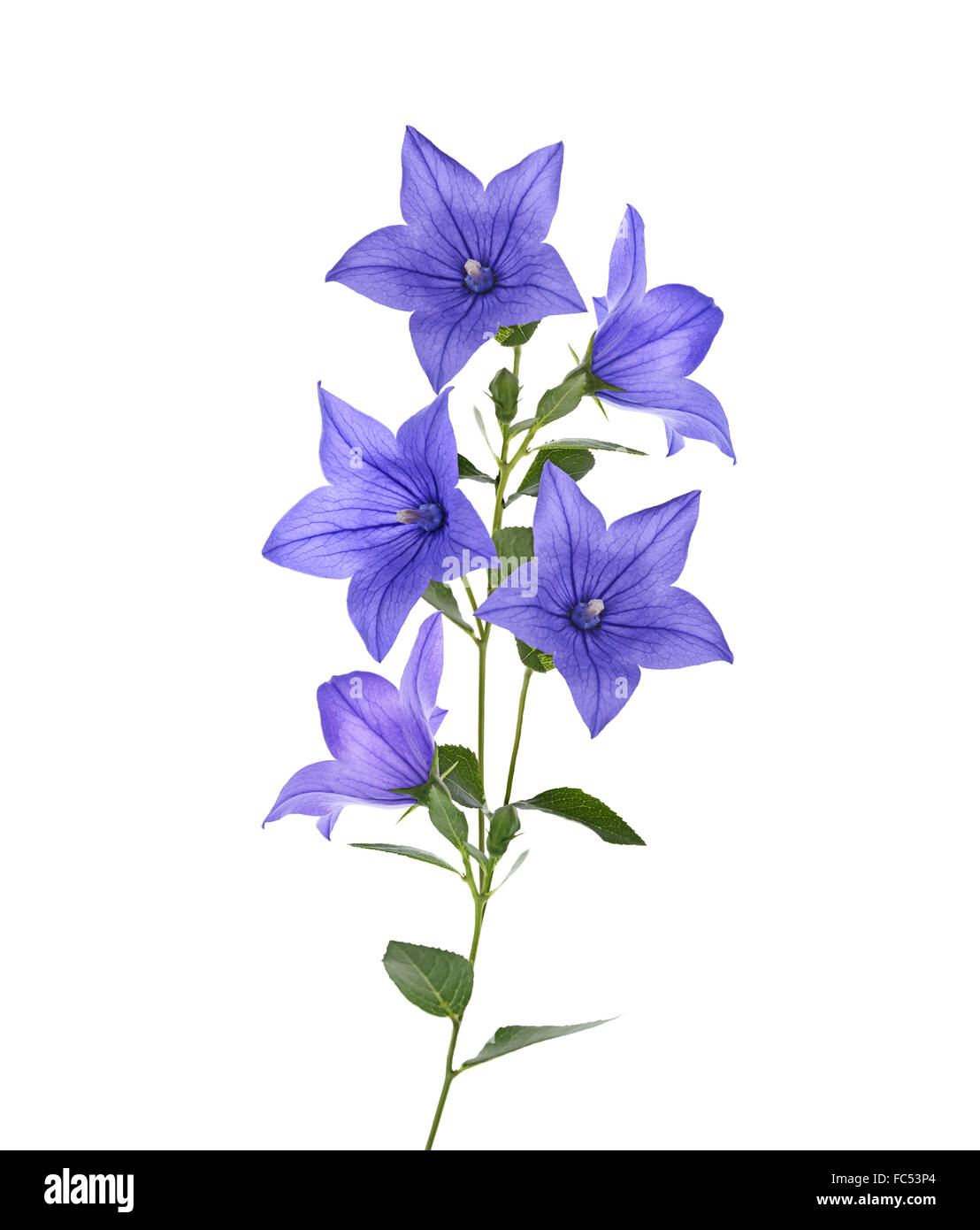 Blue bell flowers hi-res stock photography and images - Alamy