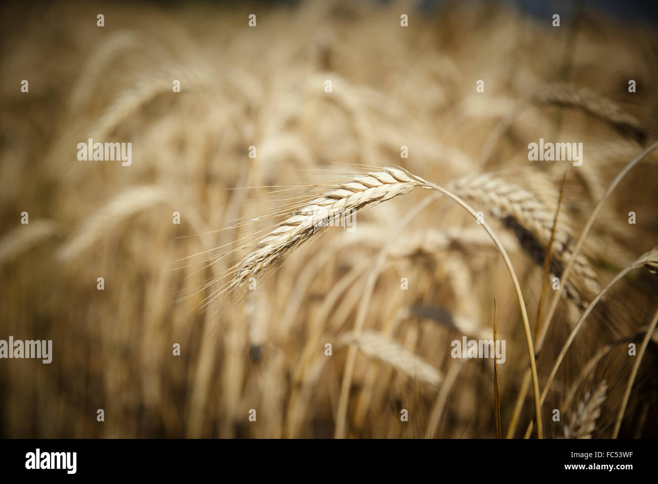 Drought wheat food crop hi-res stock photography and images - Alamy