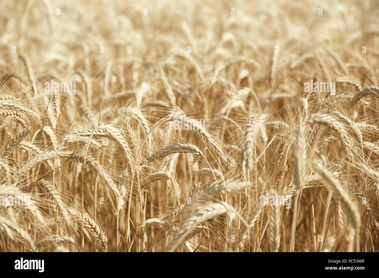 Wheat field sunset copy hi-res stock photography and images - Alamy