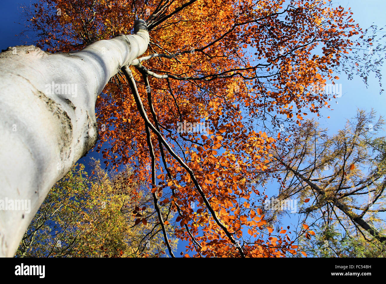 A golden brown coloured Autumn tree in woodland around Llangollen Stock ...