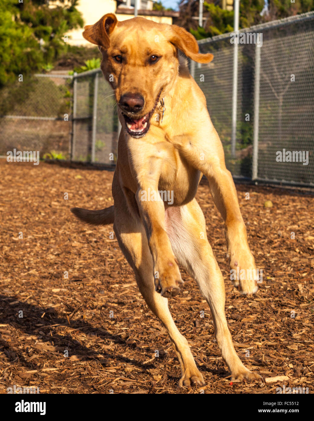Funny labrador hi-res stock photography and images - Alamy