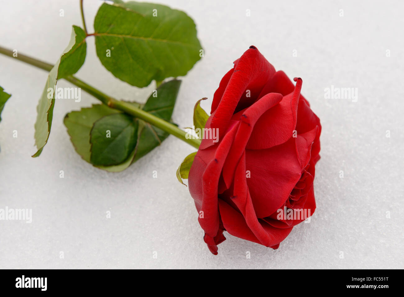 a red rose on snow background Stock Photo - Alamy