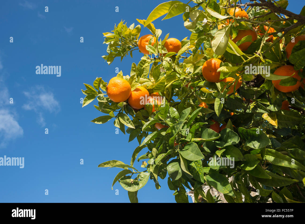 Portugal citrus hi-res stock photography and images - Alamy