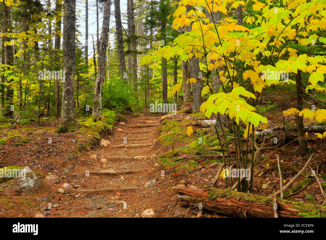 Asticou and Jordan Pond Trail, Acadia National Park, Maine, USA Stock ...