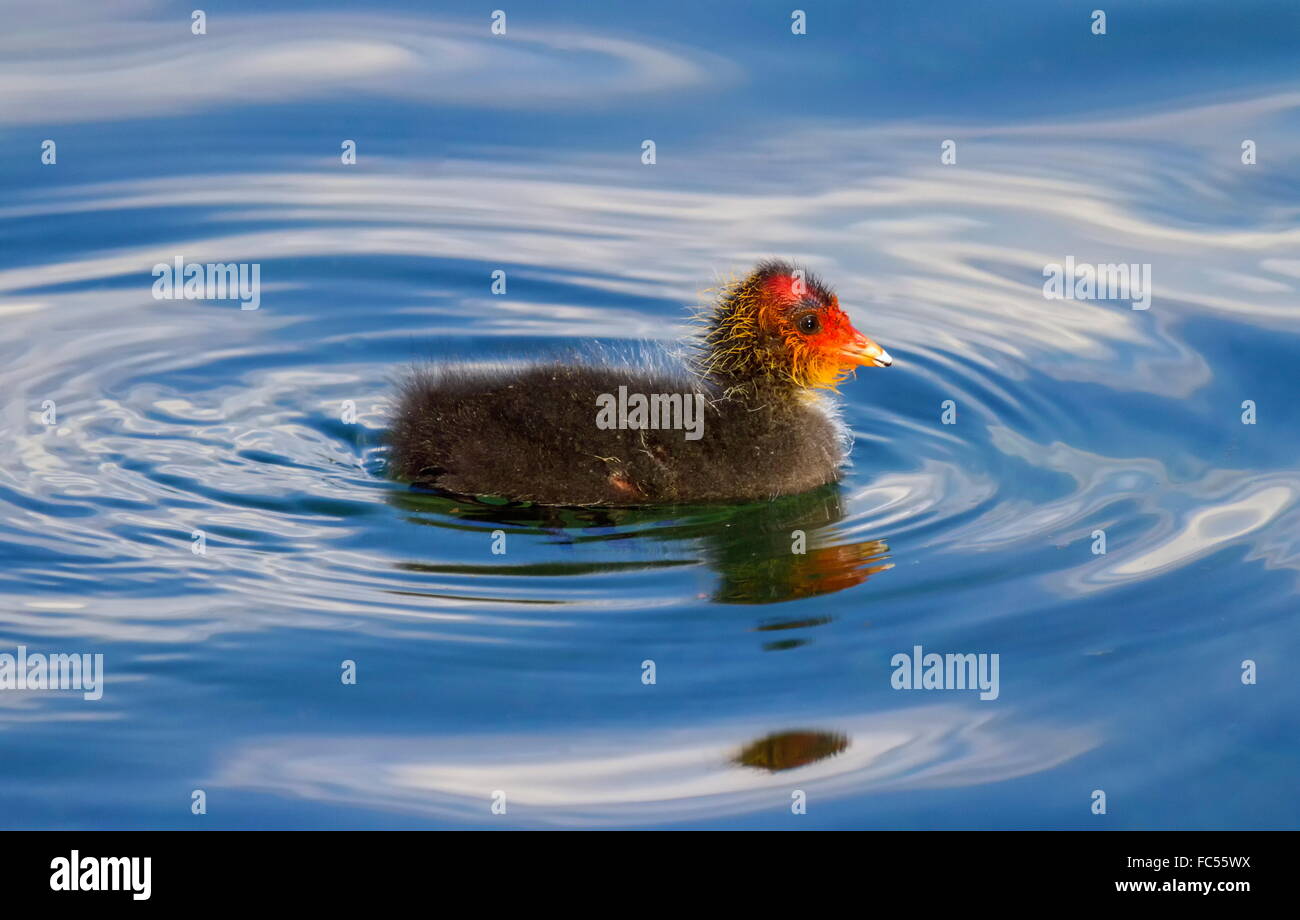 Eurasian or common coot, fulicula atra, duckling on the waterlake Stock ...
